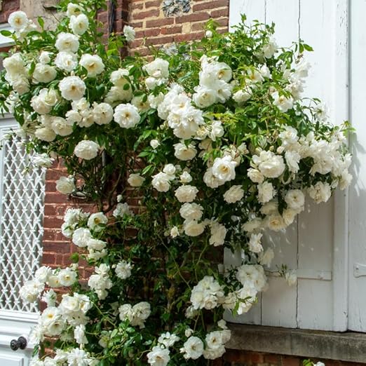 Amazon.com : White Rose Climbing Live Starter Plant, Fragrant White ...