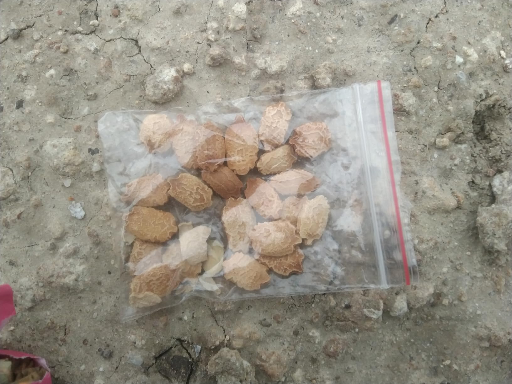 Spine gourd seeds hybrid (Pack of 20) : Amazon.in: Garden & Outdoors