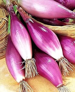 Amazon.com : FUN AND GROW SEEDS: Seeds Red Banana Shallot Onion Non GMO ...