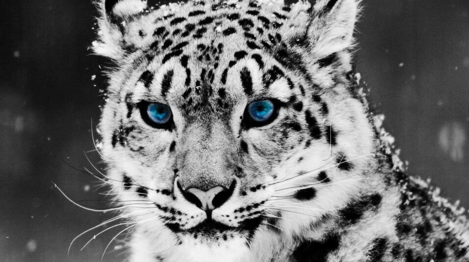 Leopardo Artico Snow Leopard Therian Pfp! By Me LOLOL