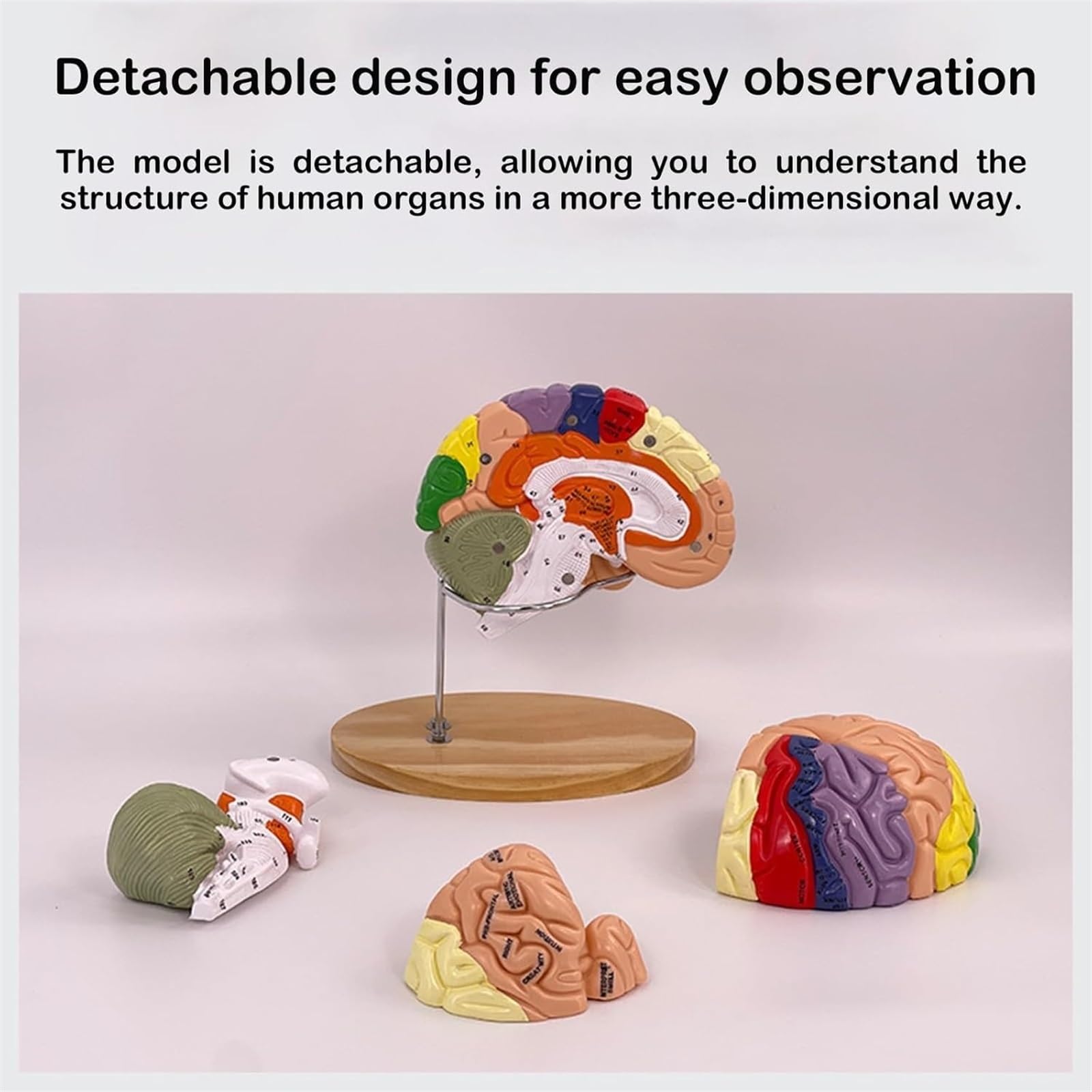 Human Brain Model, 2X Life Size, 4-Part Removable Model Of The Human ...