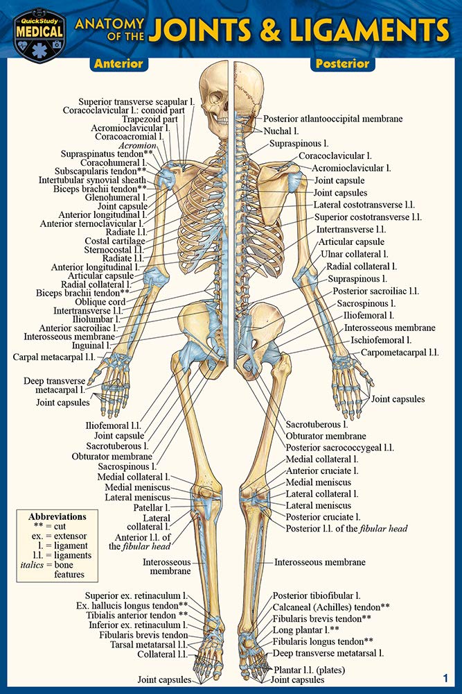 Anatomy of the Joints & Ligaments (Pocket-Sized Edition - 4x6 Inches ...