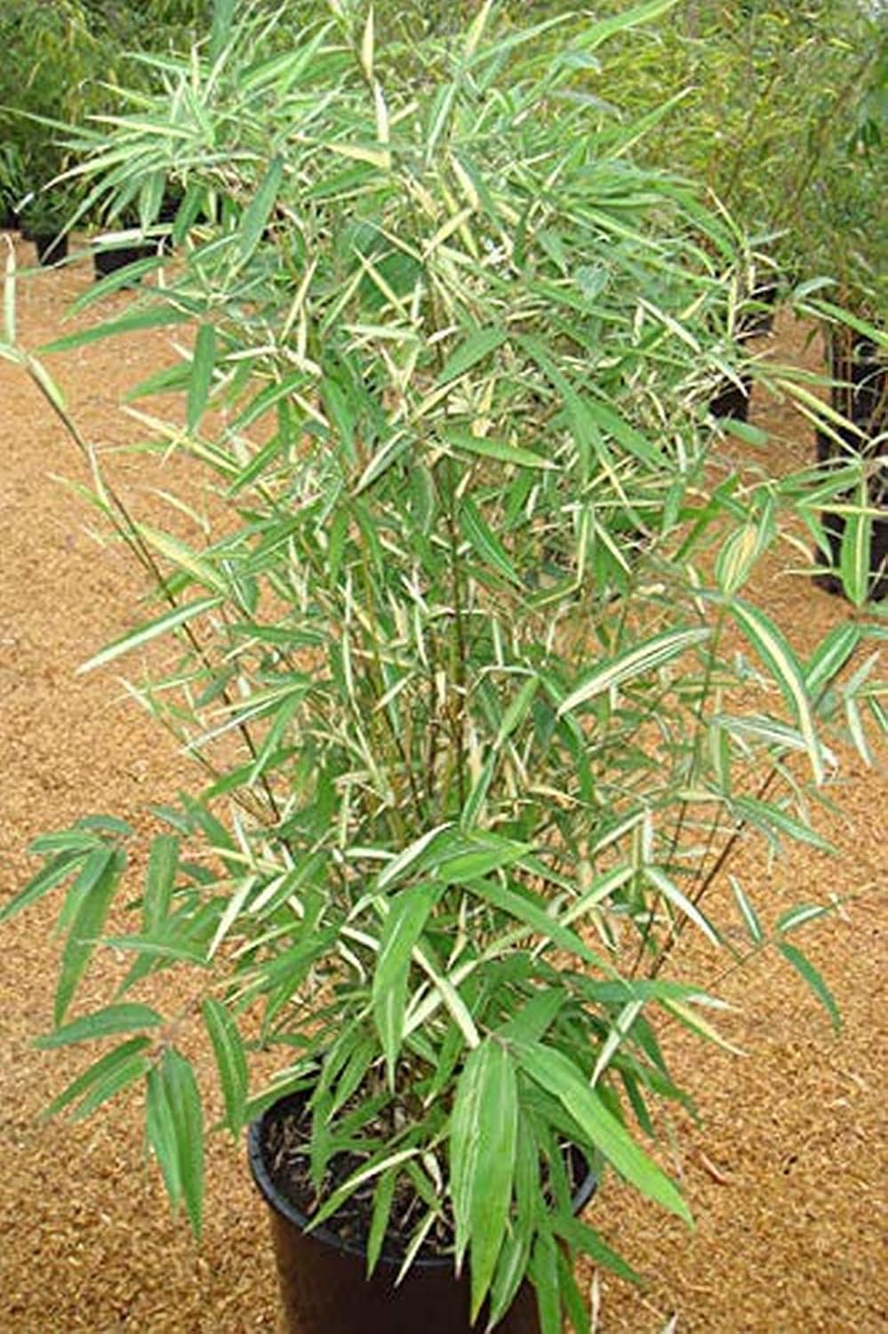 Creative Farmer Live Plant Bamboo Malay Dwarf Variegated Clumping ...
