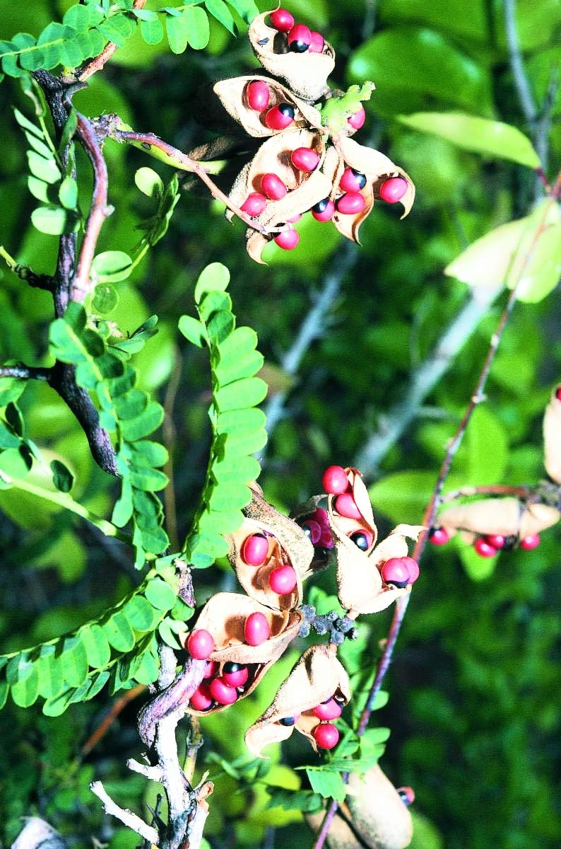 ROOKHRAJ PAUDHSHALA Chirmi Live Plant, Abrus precatorius, चिरमी ...