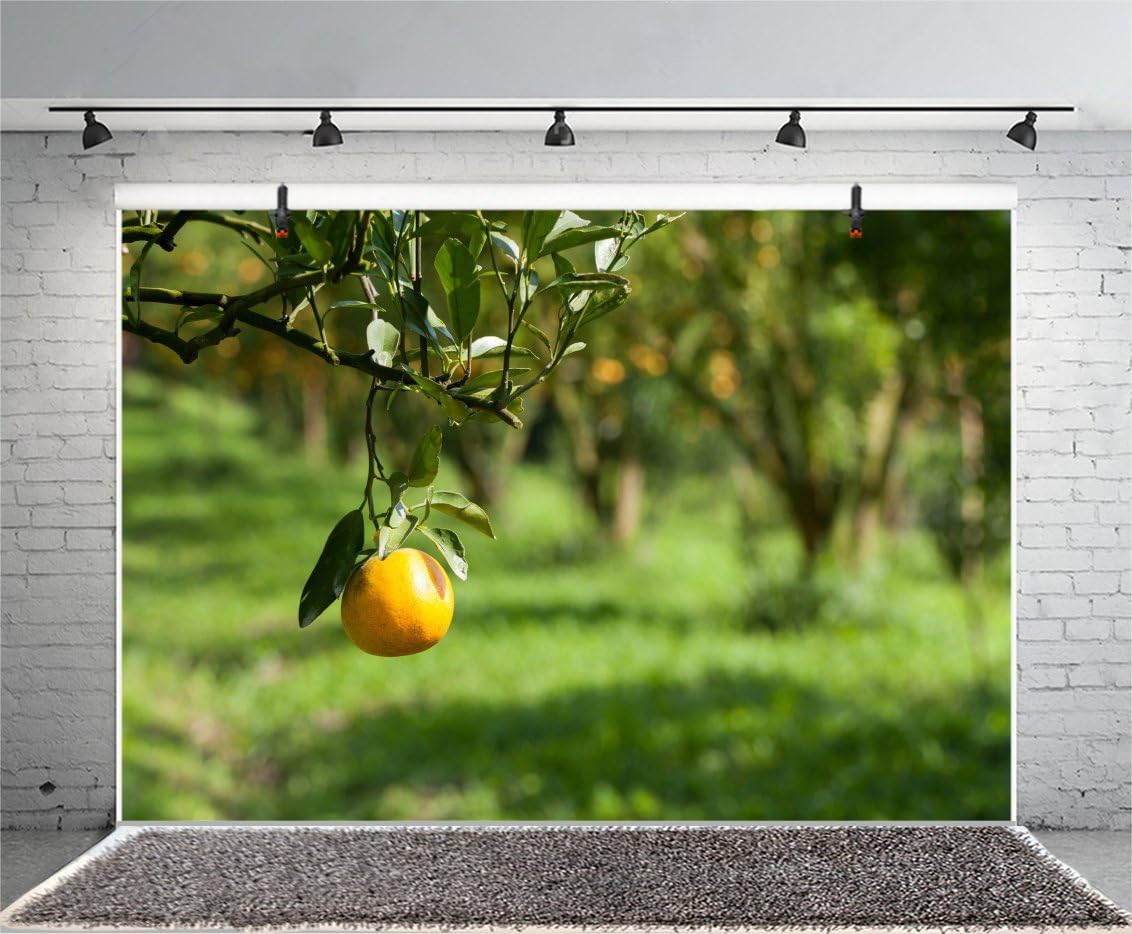 Amazon.com : Leyiyi 10x8ft Photography Background Orange Plantation ...