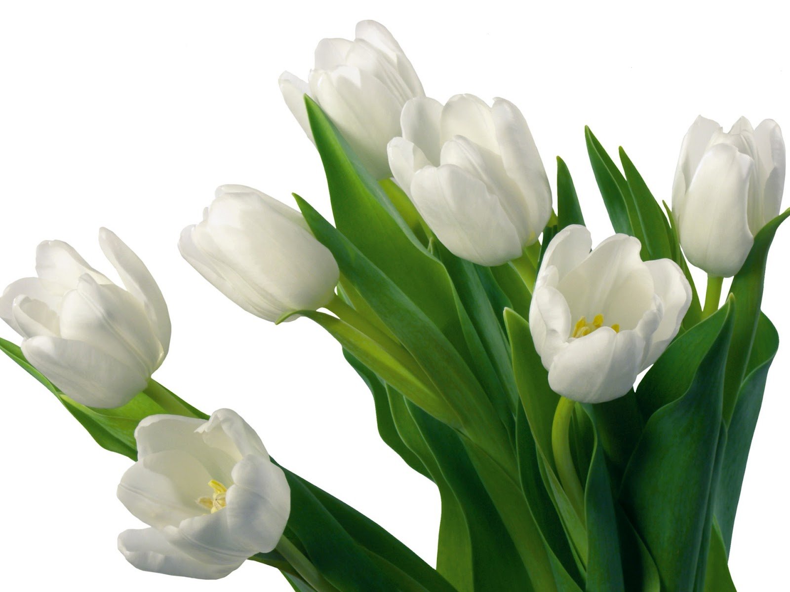 Nema White Tulip Seeds - 10 Seeds : Amazon.in: Garden & Outdoors