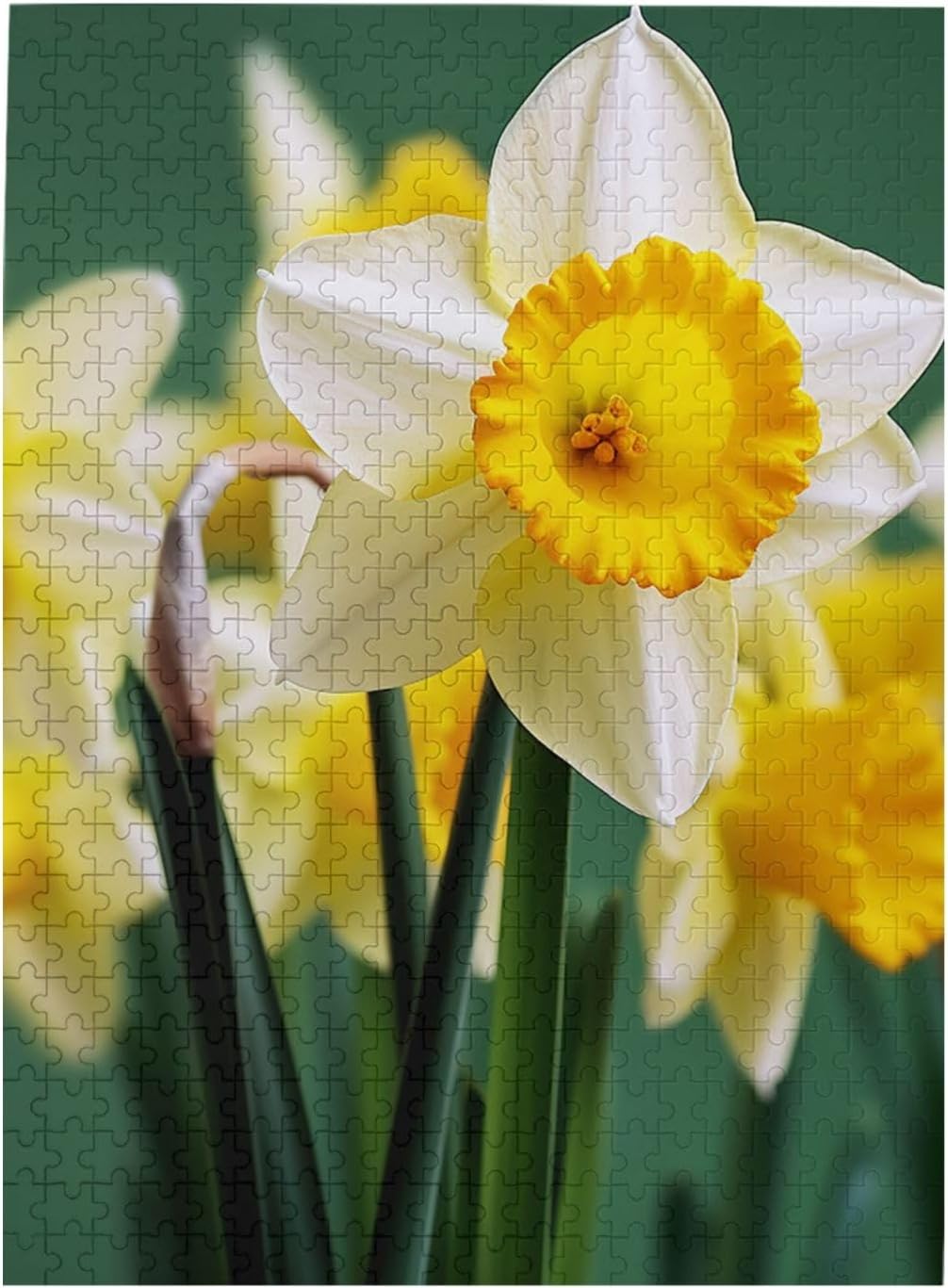 Amazon.com: Daffodil Flower Puzzles 500 Pieces Wooden Jigsaw Puzzles ...