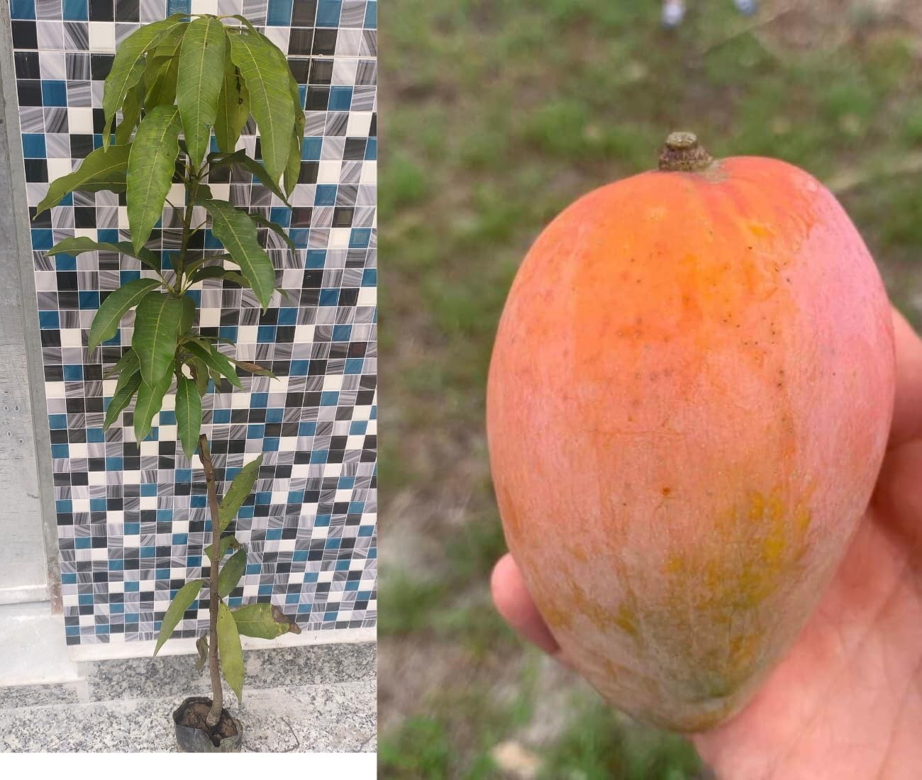 Eroanvia All Time Mango Plant Japanese Variety Grafted Fruit Tree ...
