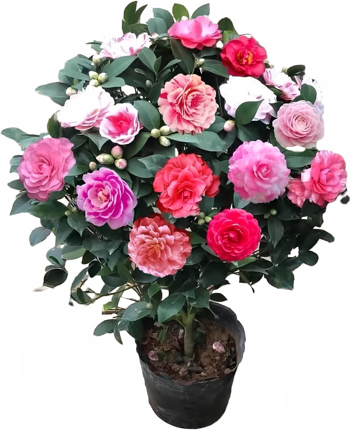 Amazon.com : Vibrant Multi-Colored Camellia - Evergreen Shrub, 12" Tall ...