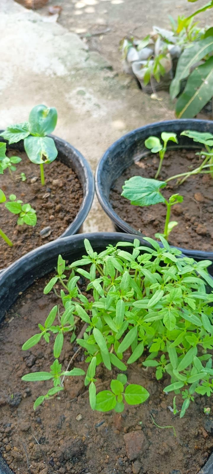 Lingam Garden Vegetable seeds 10 Types in 1 combo pack : Amazon.in ...