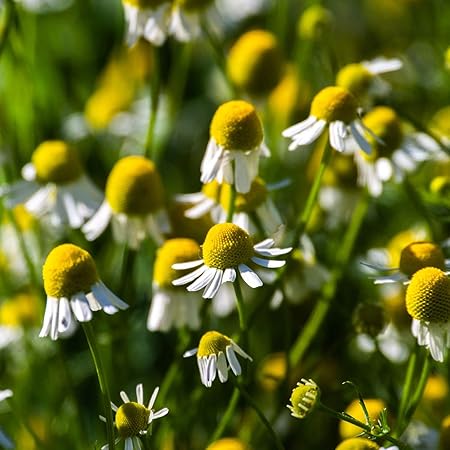 Amazon.com: Outsidepride German Chamomile Herb Garden Plant Great for ...