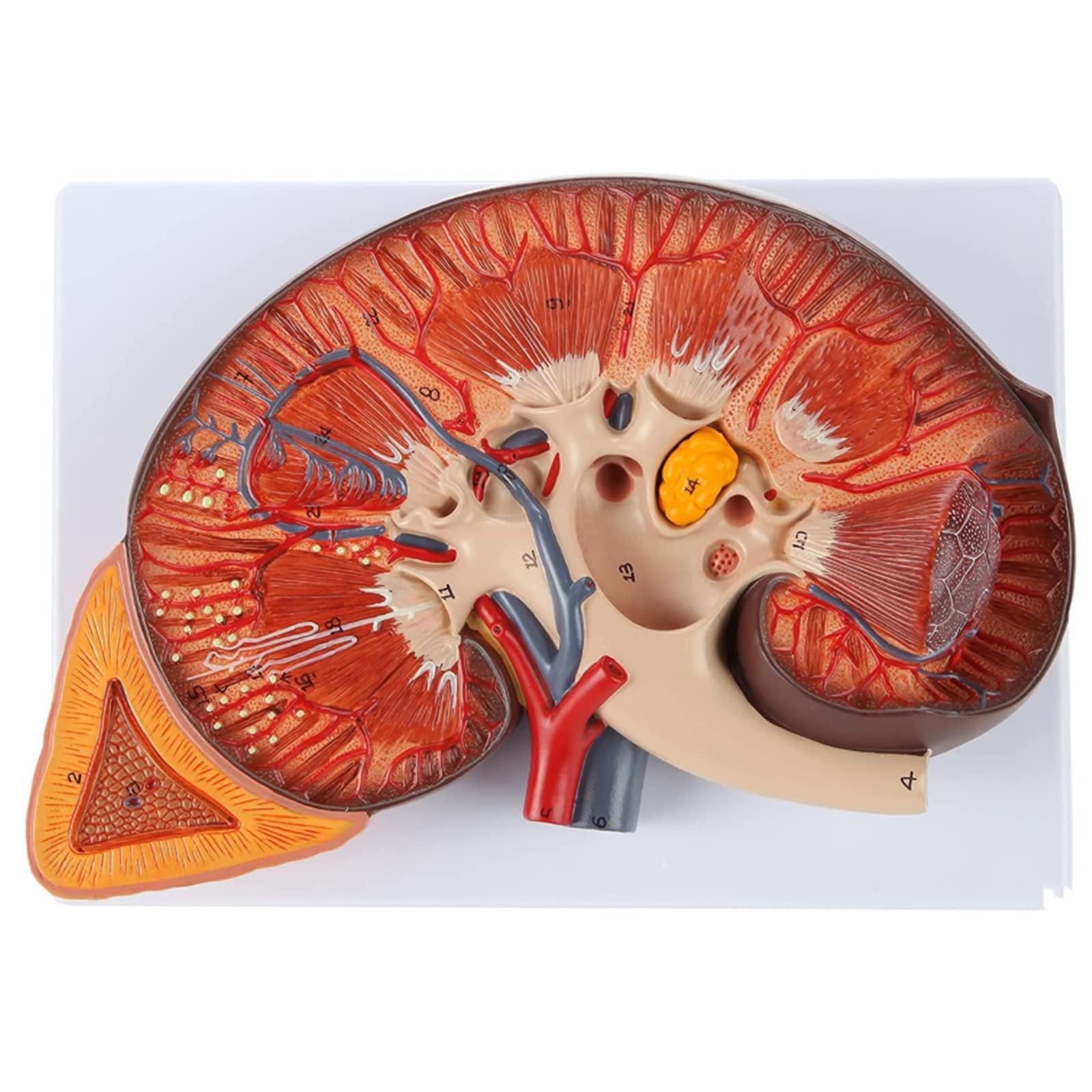 Buy Anatomical Model Human Kidney Model d to 3 Times Life Size Features ...