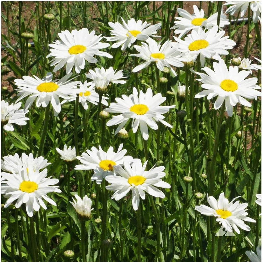Amazon.com : Alaska Shasta Daisy - Perennial, Full Sun Daisy ...
