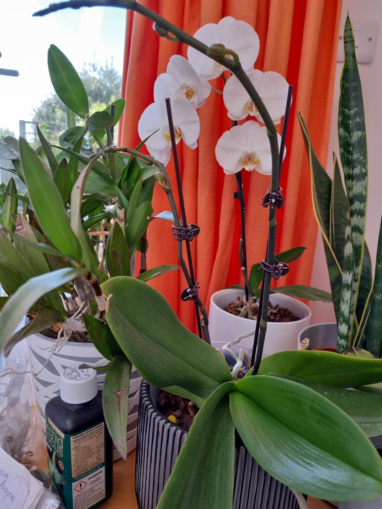 Tanant Orchid Sticks and Clips, 10pcs Garden Plant Support Sticks with ...