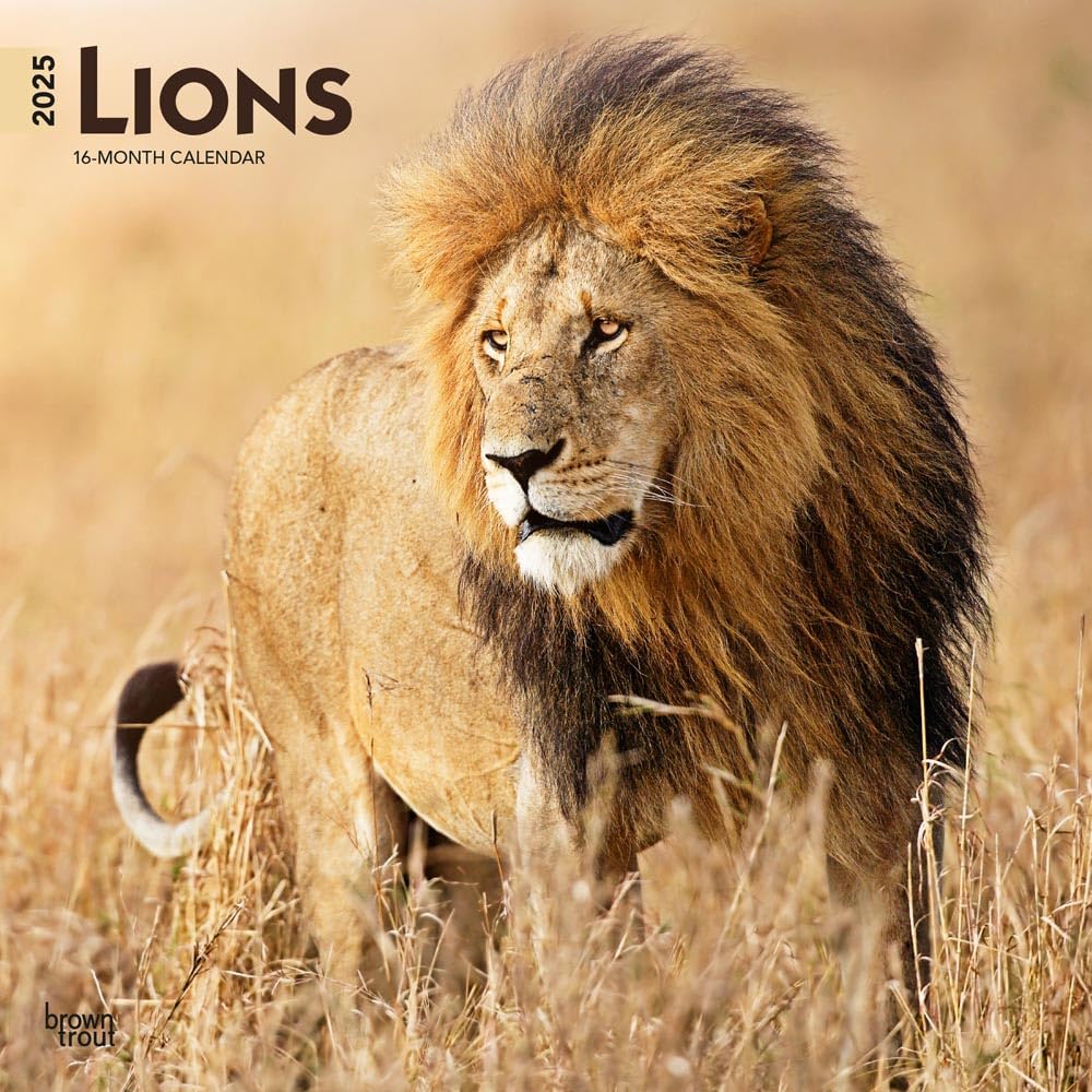 Lions | 2025 12 x 24 Inch Monthly Square Wall Calendar | Plastic-Free ...