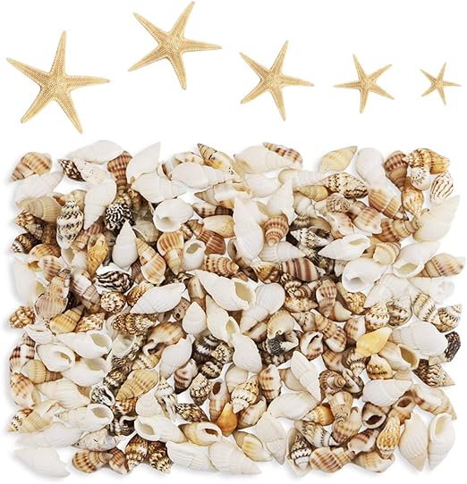 Amazon.com: Yexpress 186 pcs Mini Tiny Sea Shells Mixed Ocean Beach ...
