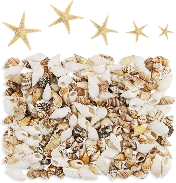Amazon.com: Yexpress 186 pcs Mini Tiny Sea Shells Mixed Ocean Beach ...
