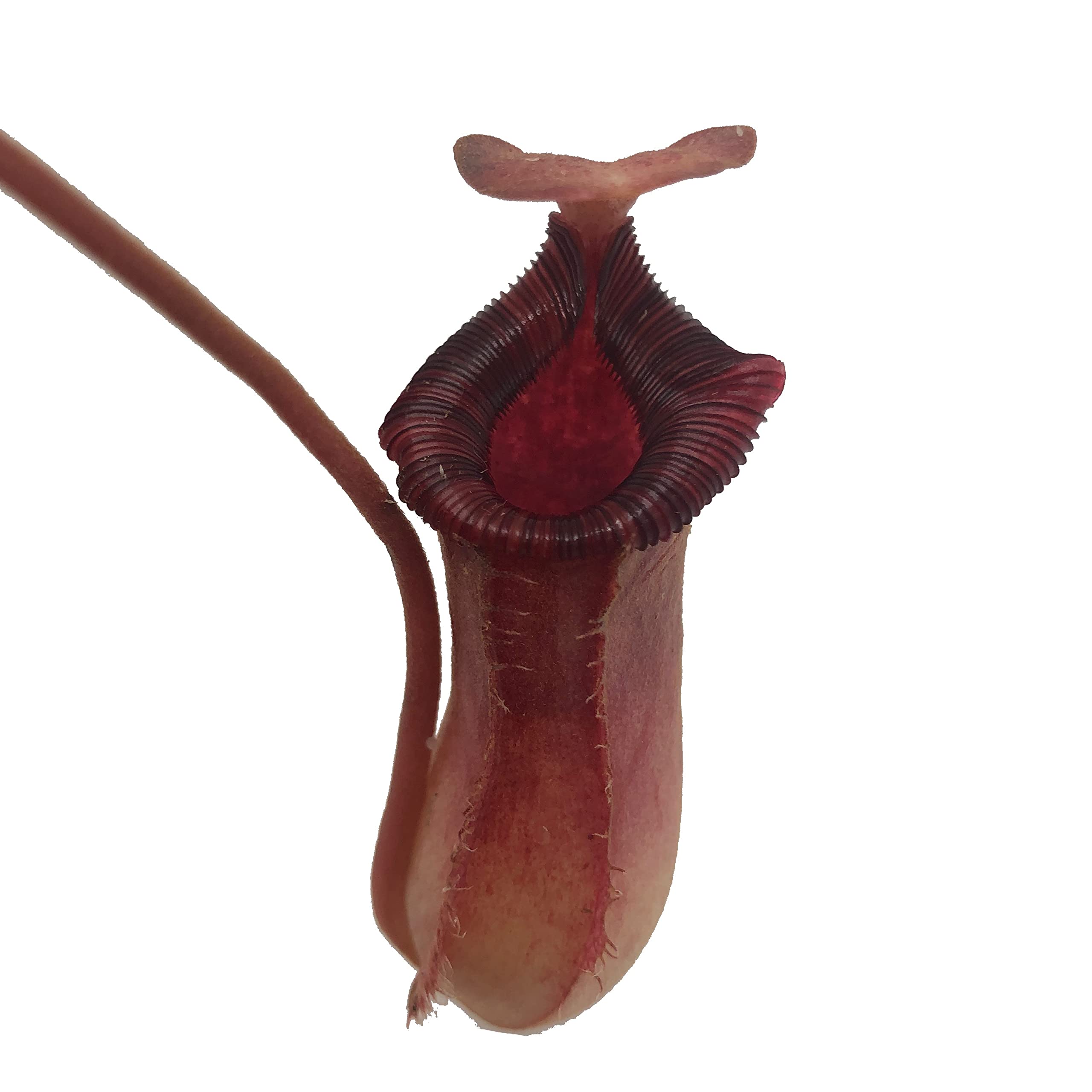 Amazon.com : Nepenthes 'Briggsiana' (N.Lowii x N.Ventricosa Red ...