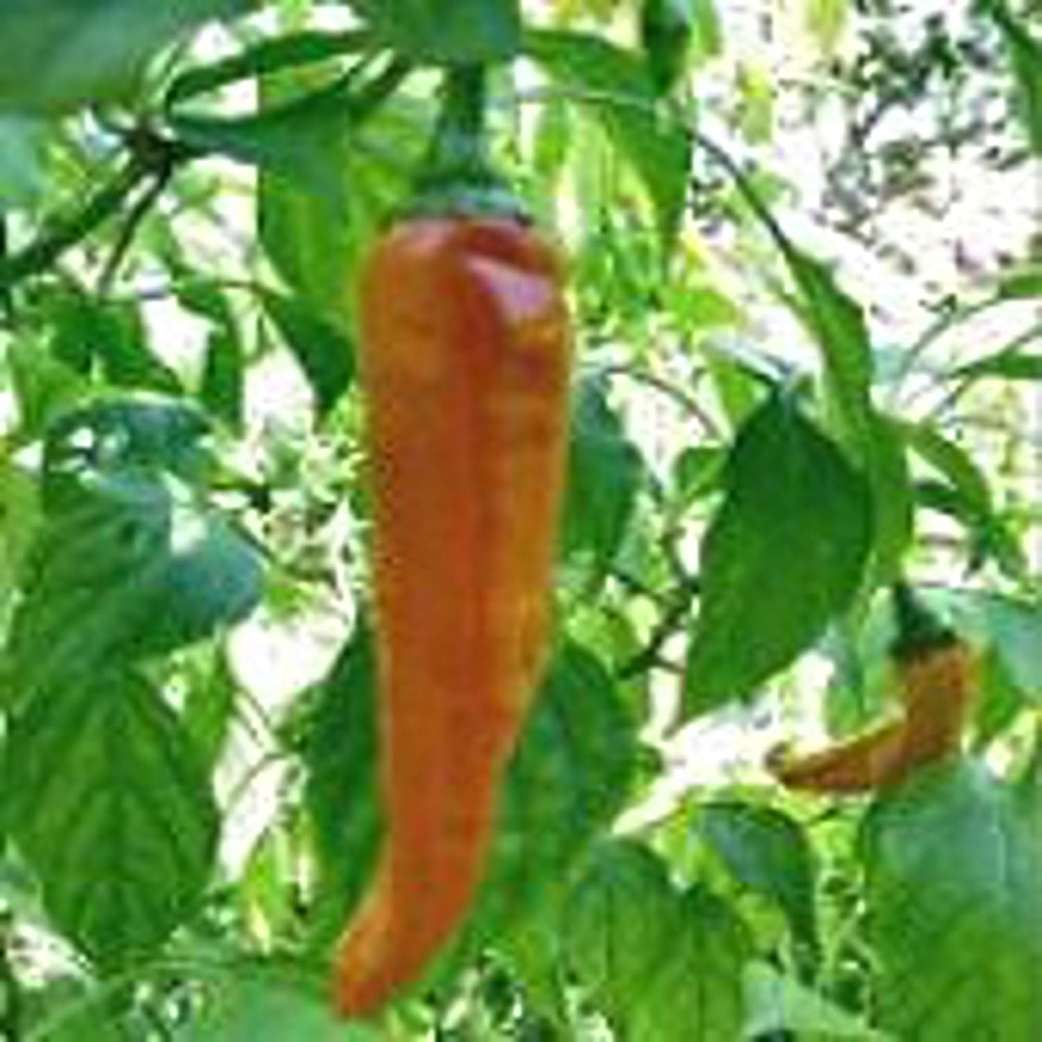 Amazon.com : Buist's Yellow Cayenne Hot Peppers Seeds (20 Seed Pack ...