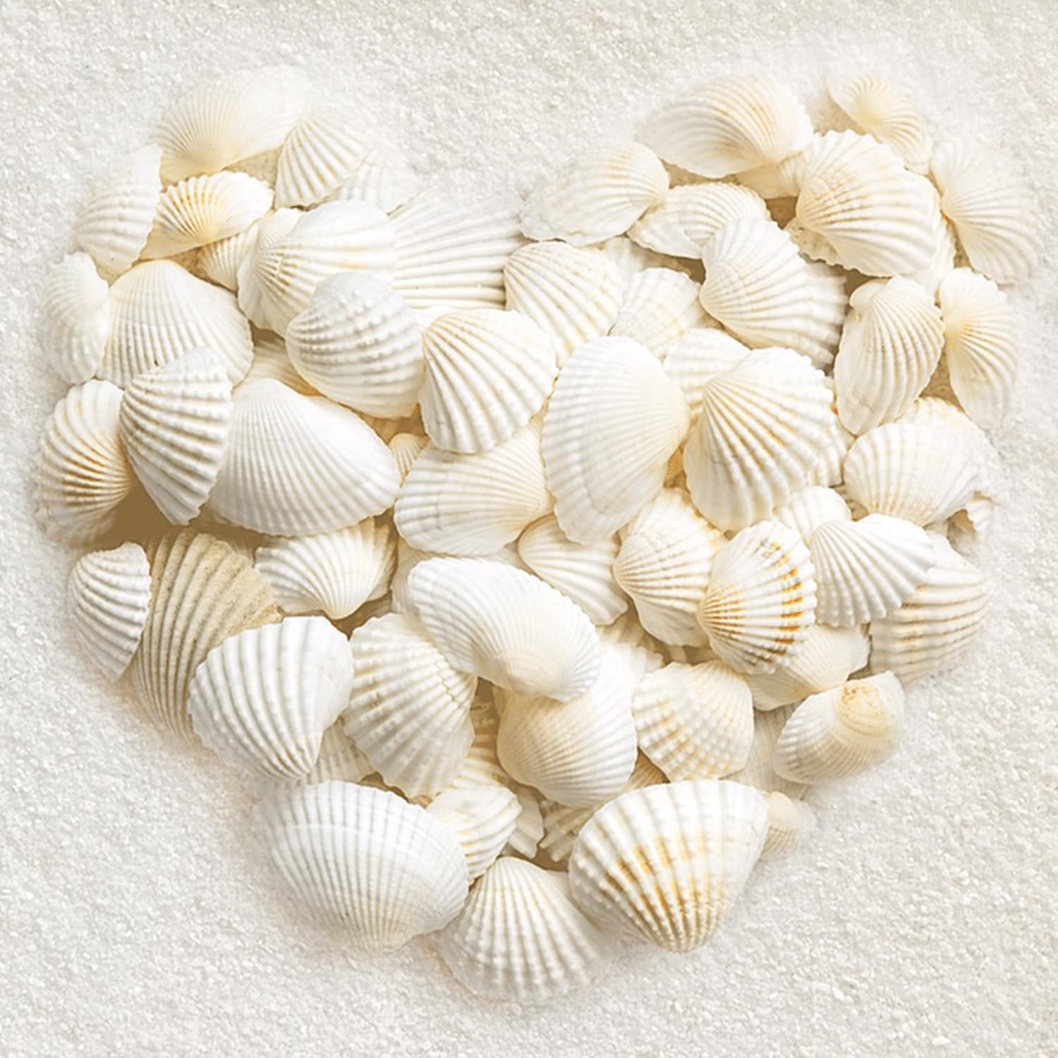 Amazon.com: Jangostor 0.68LB(100pc+) Small Sea Shells White Small Tiny ...