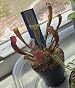 Amazon.com : Sarracenia 'Velvet' Carnivorous Pitcher Plant in 2" Pot ...