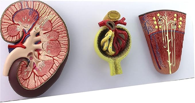 Life Size 3 Pcs Kidney and Urinary System Model Adrenal Gland Nephron ...