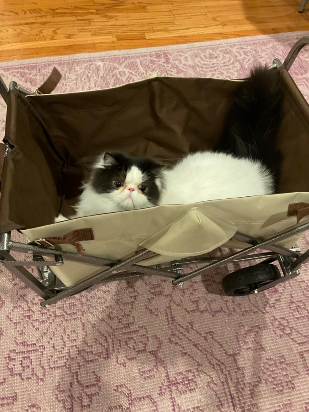 $17/mo - Finance Kenluck Foldable Mini Wagon Cart, Heavy Duty ...