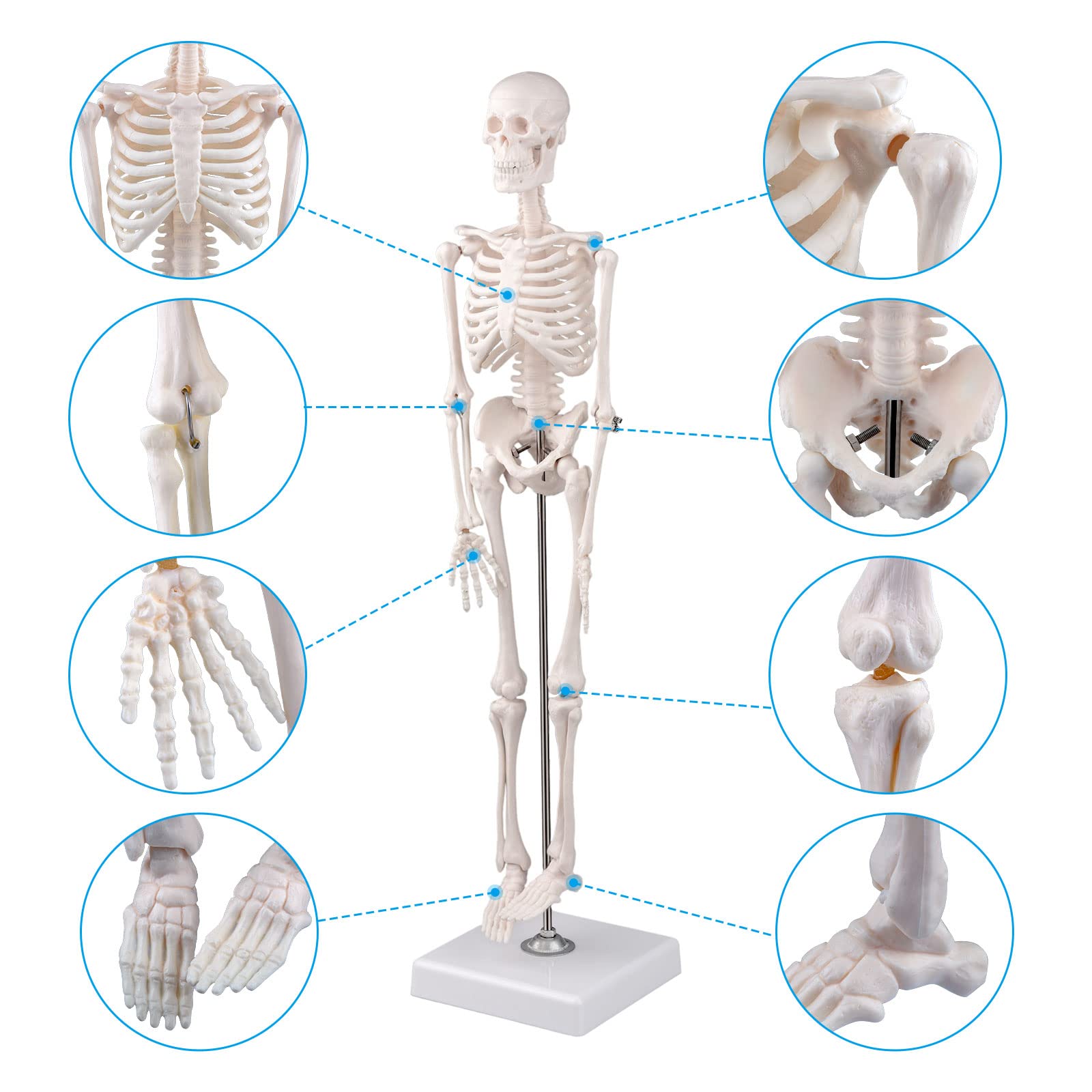 (incomplete)Ultrassist Mini Human Skeleton Model, Portable 17” Skeleton ...