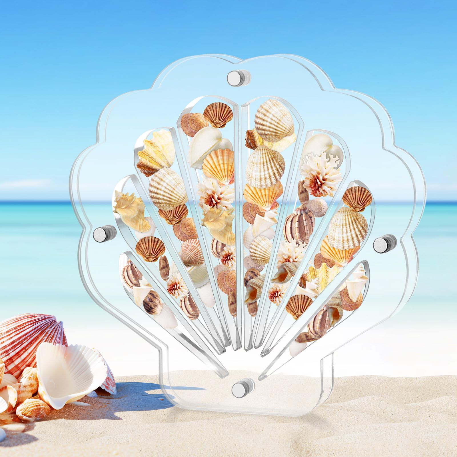 Amazon.com: Teenyyou Acrylic Magnetic Seashell Display Box Seashell ...