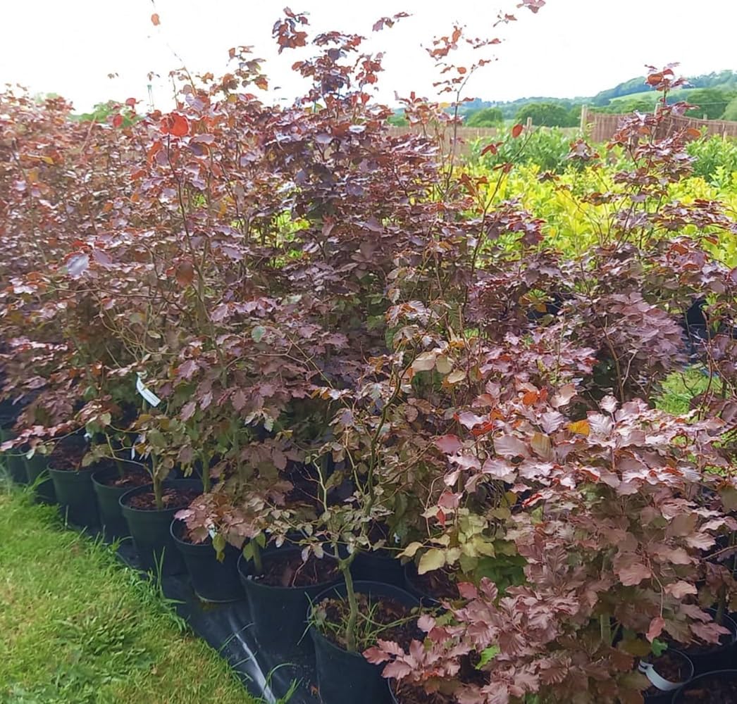 2-3ft tall (60-90cm) tall potted Purple Beech native hedge tree plant ...