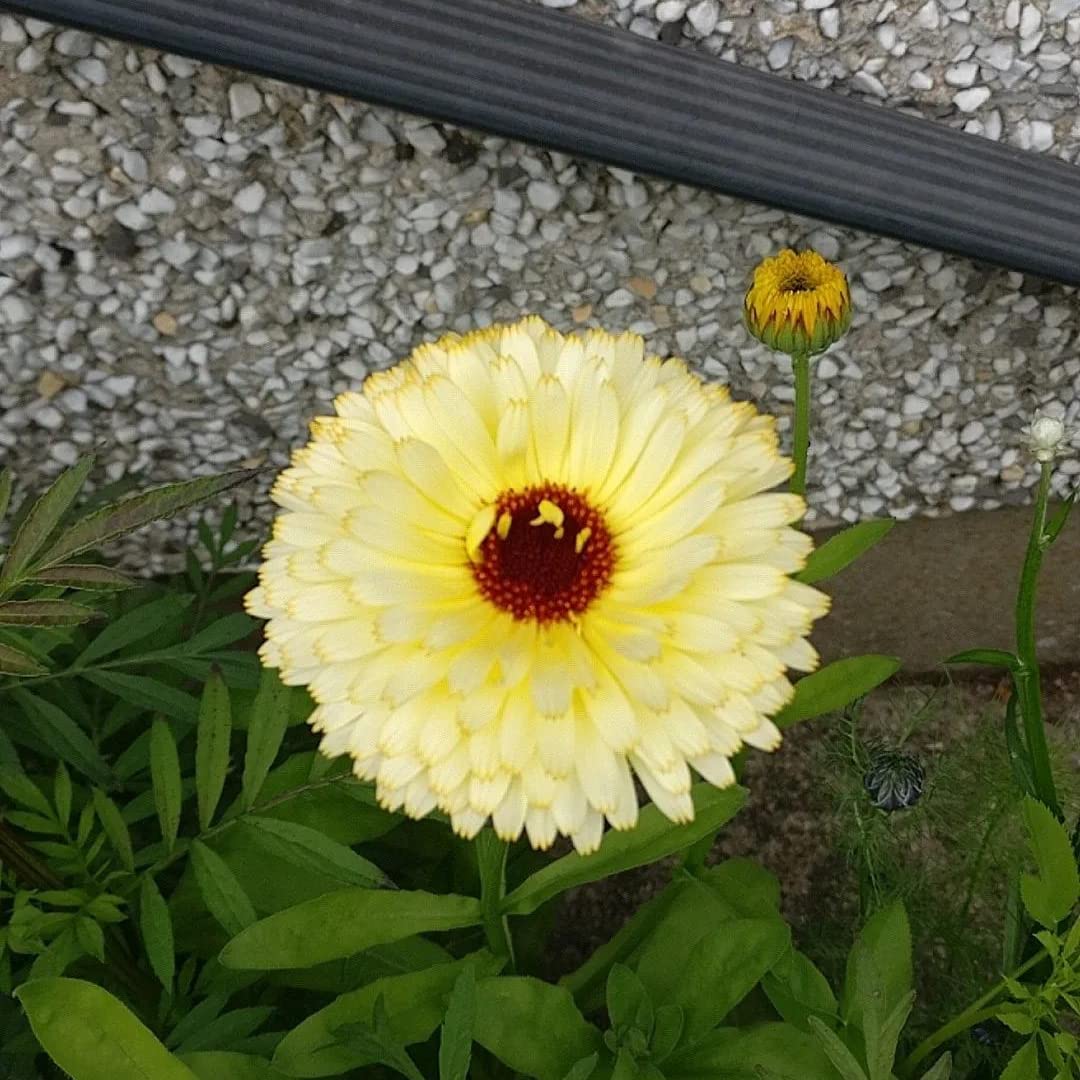 White Calendula Flower