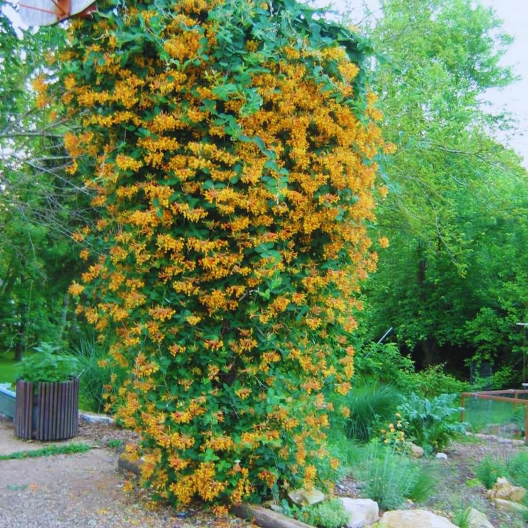 Amazon.com : Live Mandarin Honeysuckle Plant, Orange Honeysuckle Vine ...