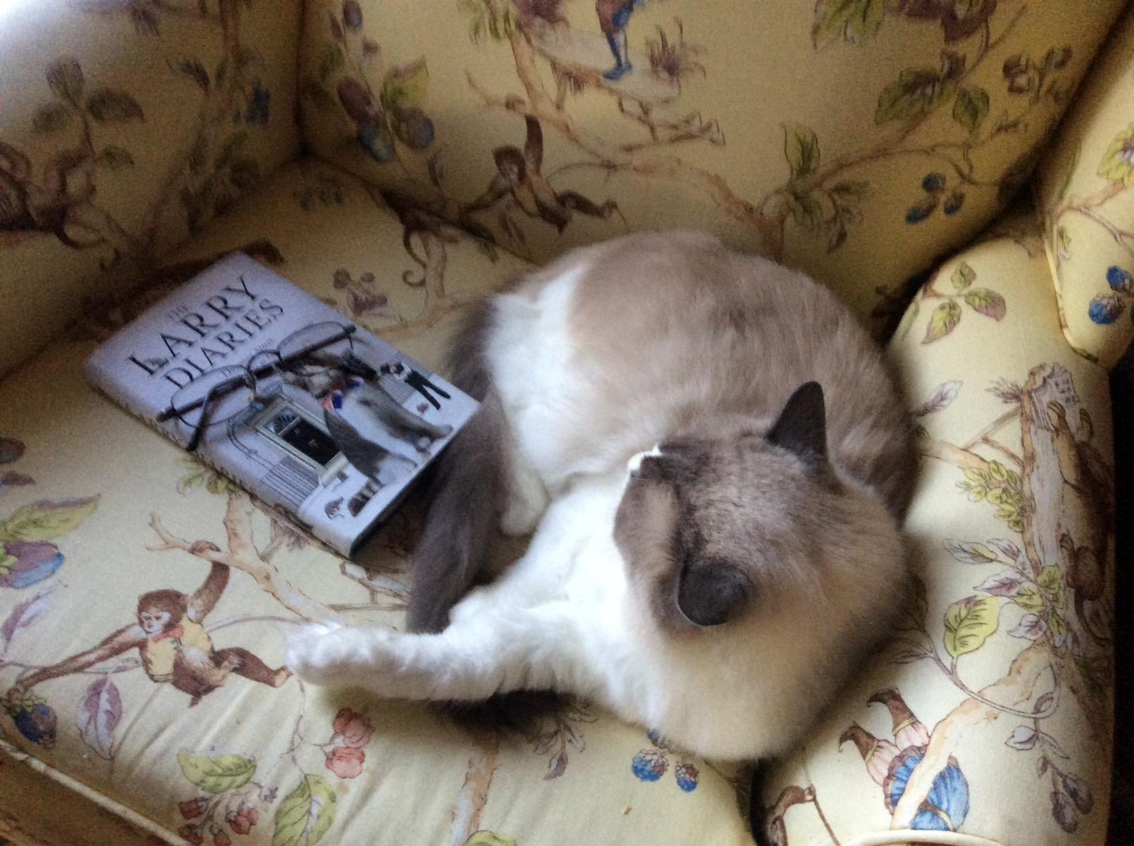 The Larry Diaries: Downing Street - The First 100 Days: Larry the Cat ...