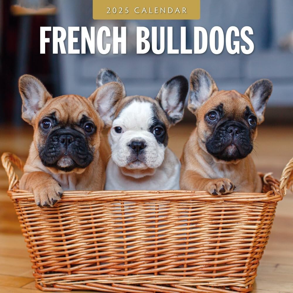 Amazon.com: Just French Bulldogs 2025 12" x 12" Wall Calendar : Willow ...