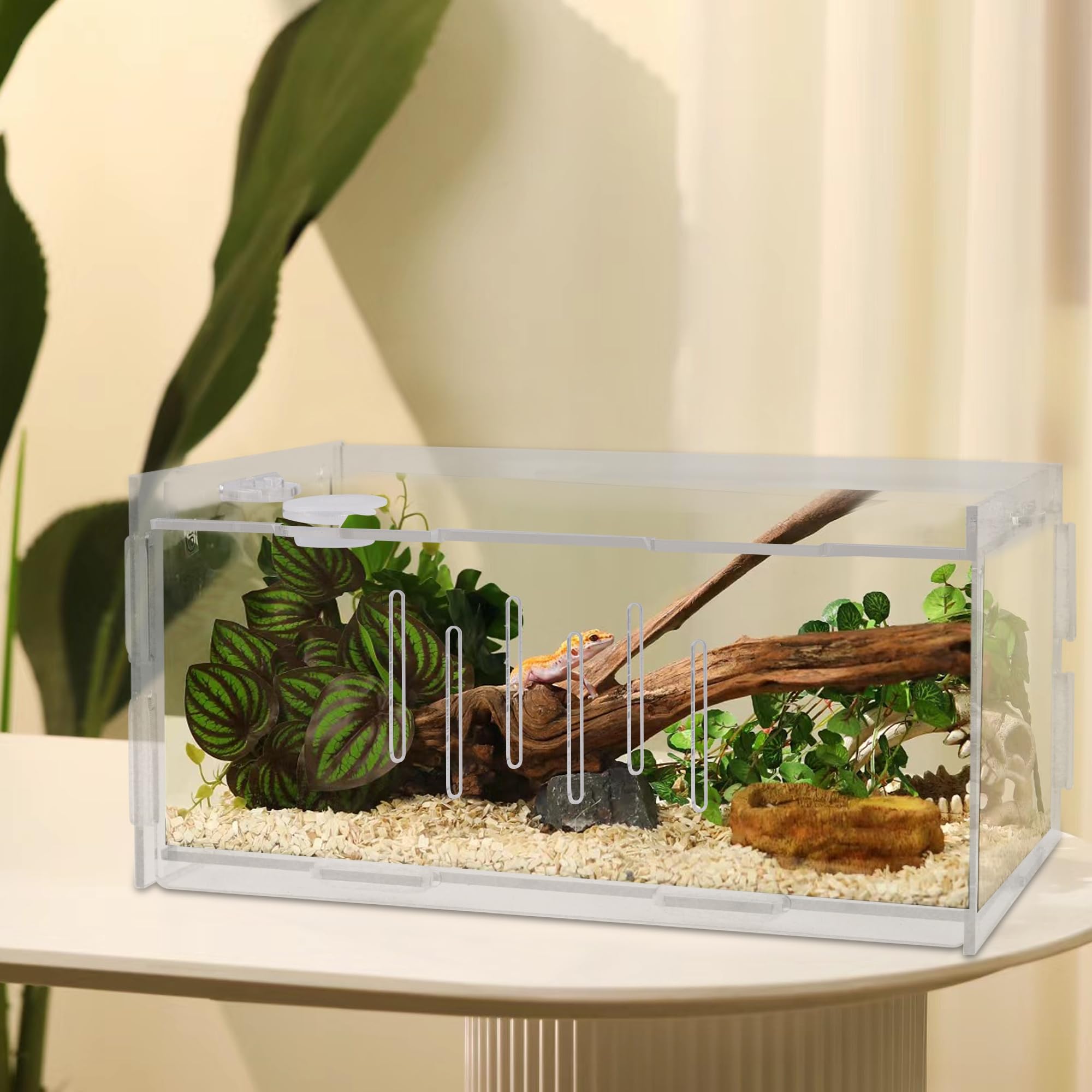 Snapklik.com : Winemana Small Reptile Jumping Spider Terrarium ...