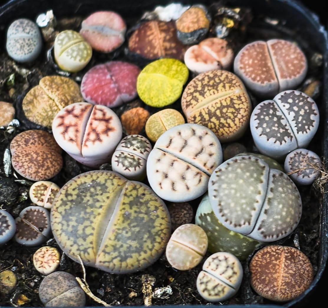 Amazon.com : Lithops Seed Mix Fresh Harvest 25 Seeds Huge Variety of ...