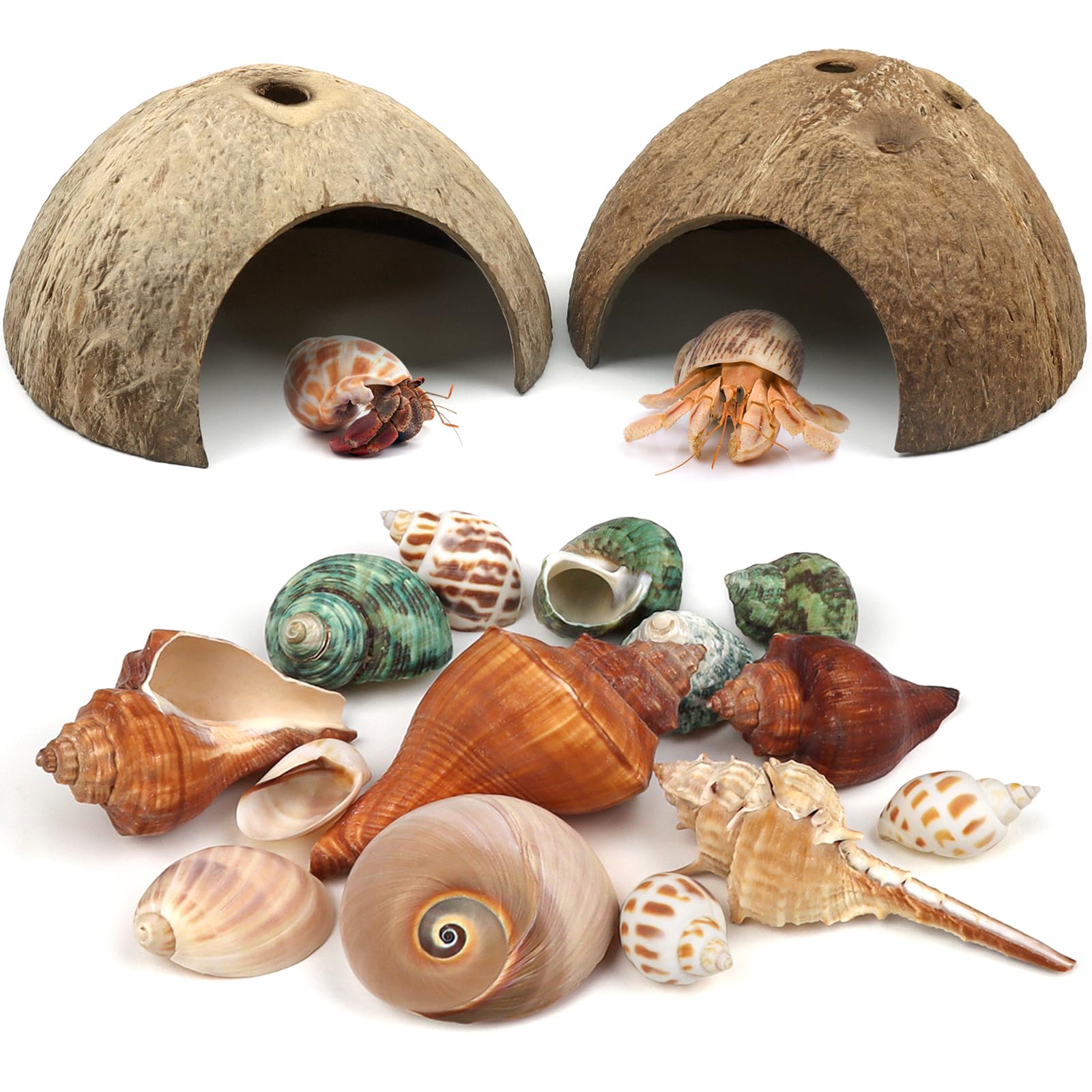 Amazon.com : QUOZUO Hermit Crab Supplies, 2pcs Natural Coconut Shell ...