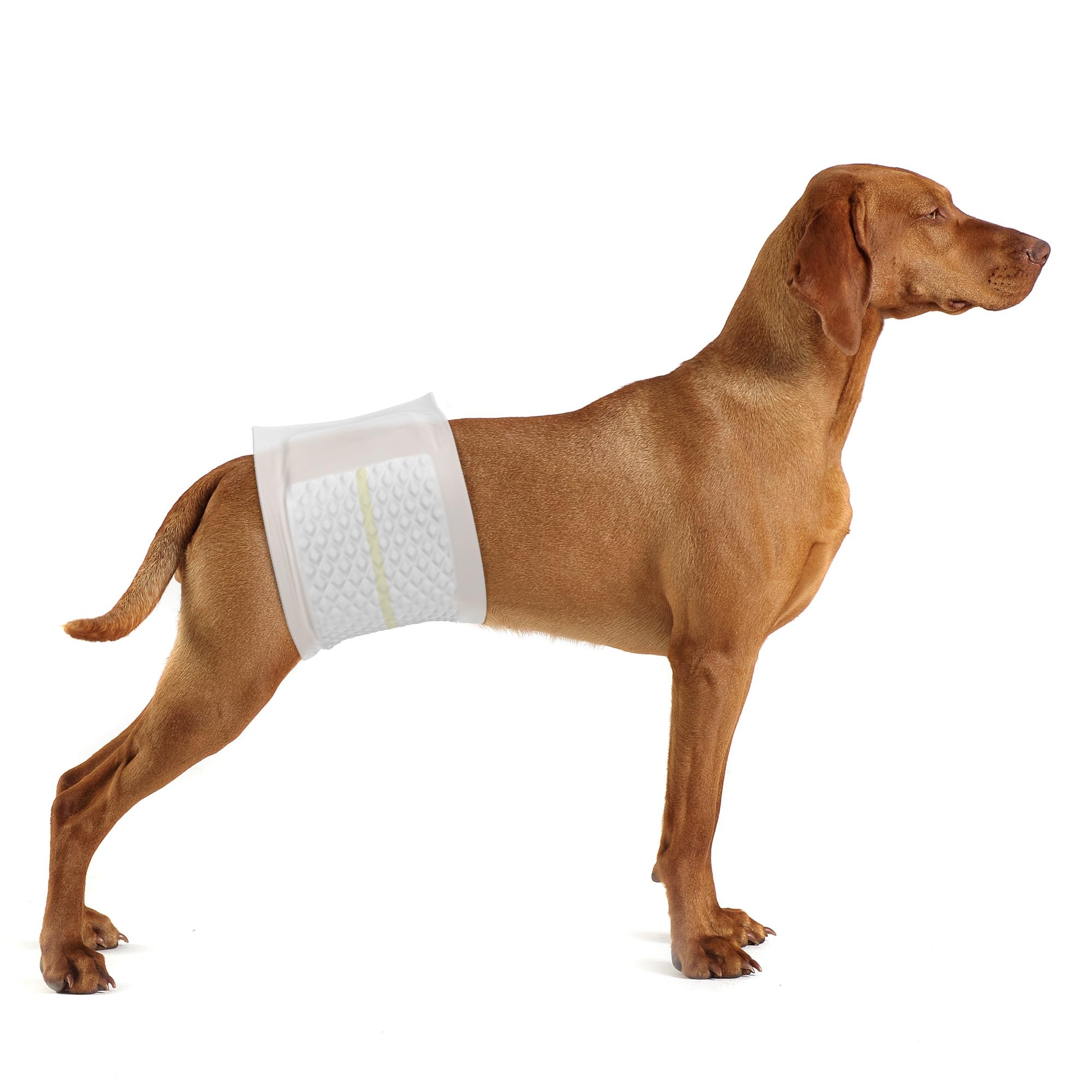 Amazon.com : PETSWORLD Disposable Dog Wraps for Male Dogs, Premium ...