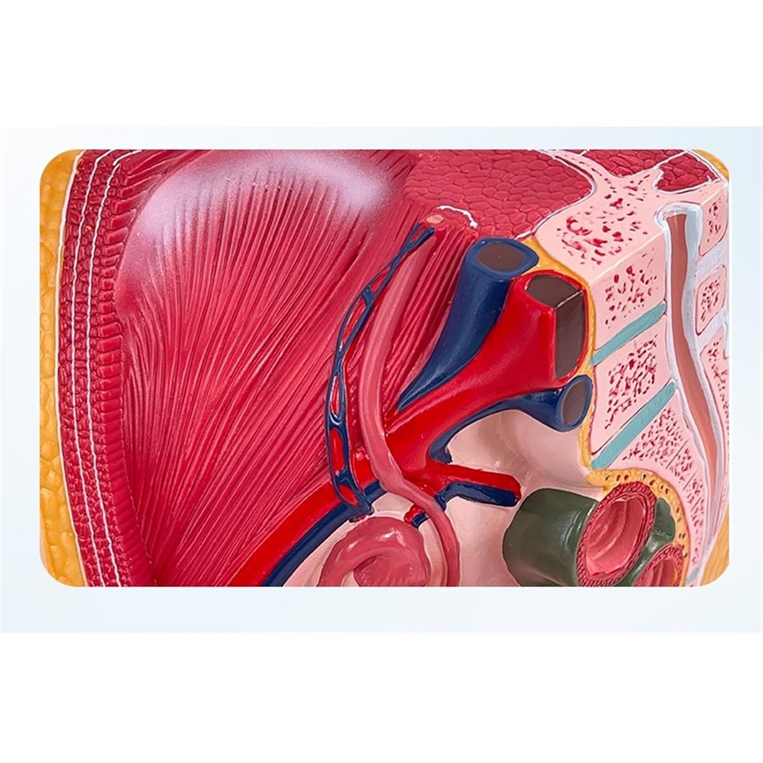 Female Male Pelvic Model, Teaching Genitourinary Australia | Ubuy