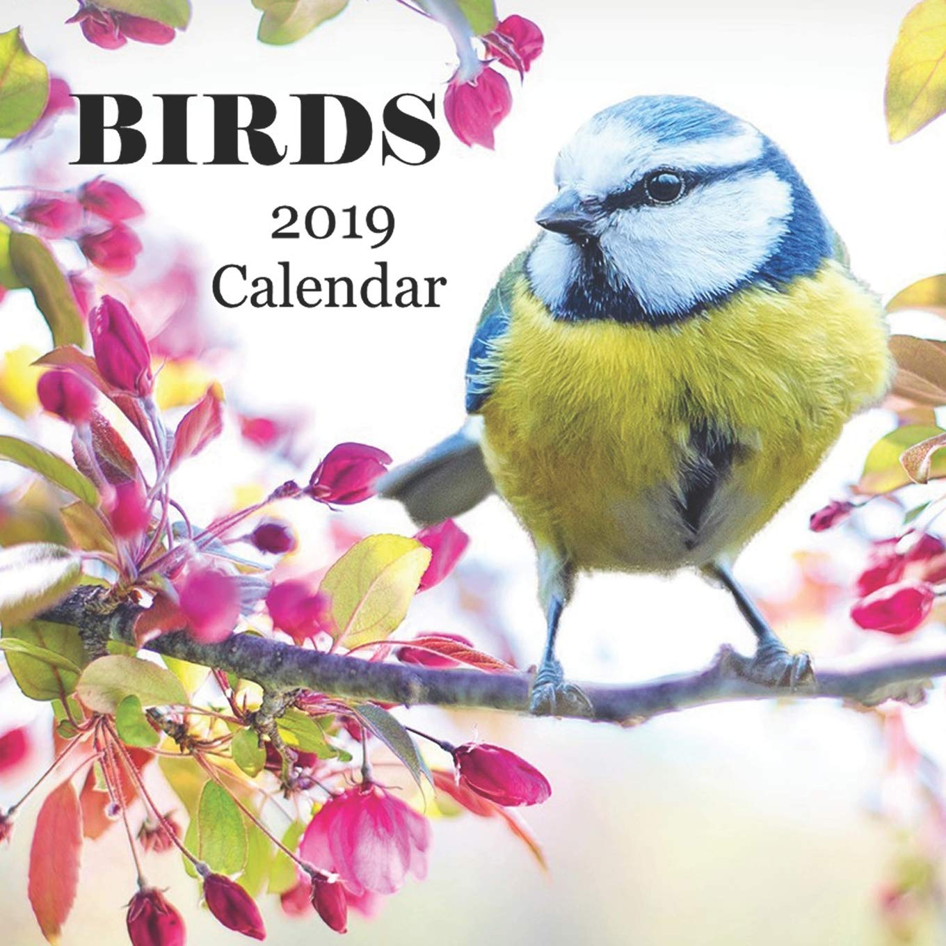 Birds 2019 Calendar: Includes Owls, Flamingo, Parrot, Kingfisher ...