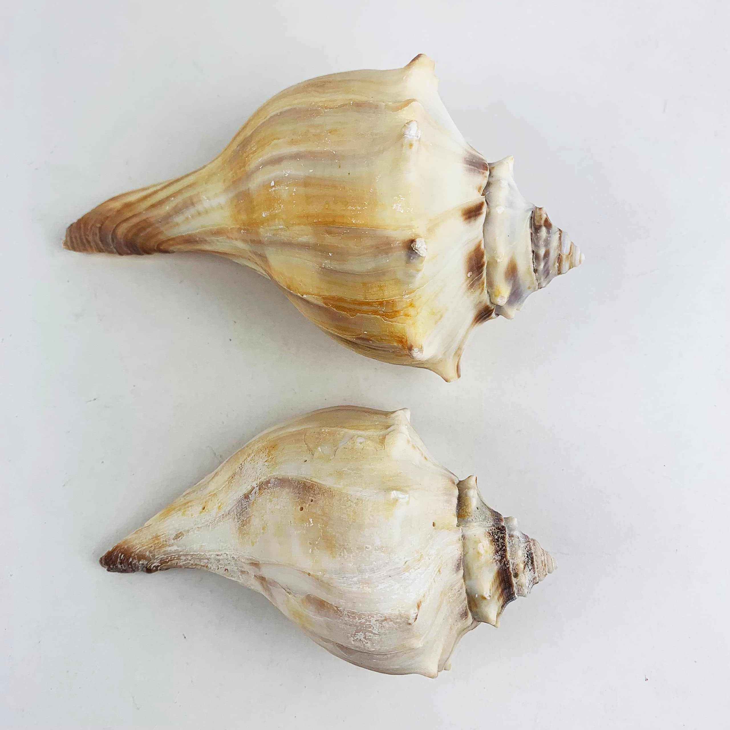 Amazon.com: Heyiwell 2PC Atlantic Whelk Sea Shell,Large Natural Conch ...