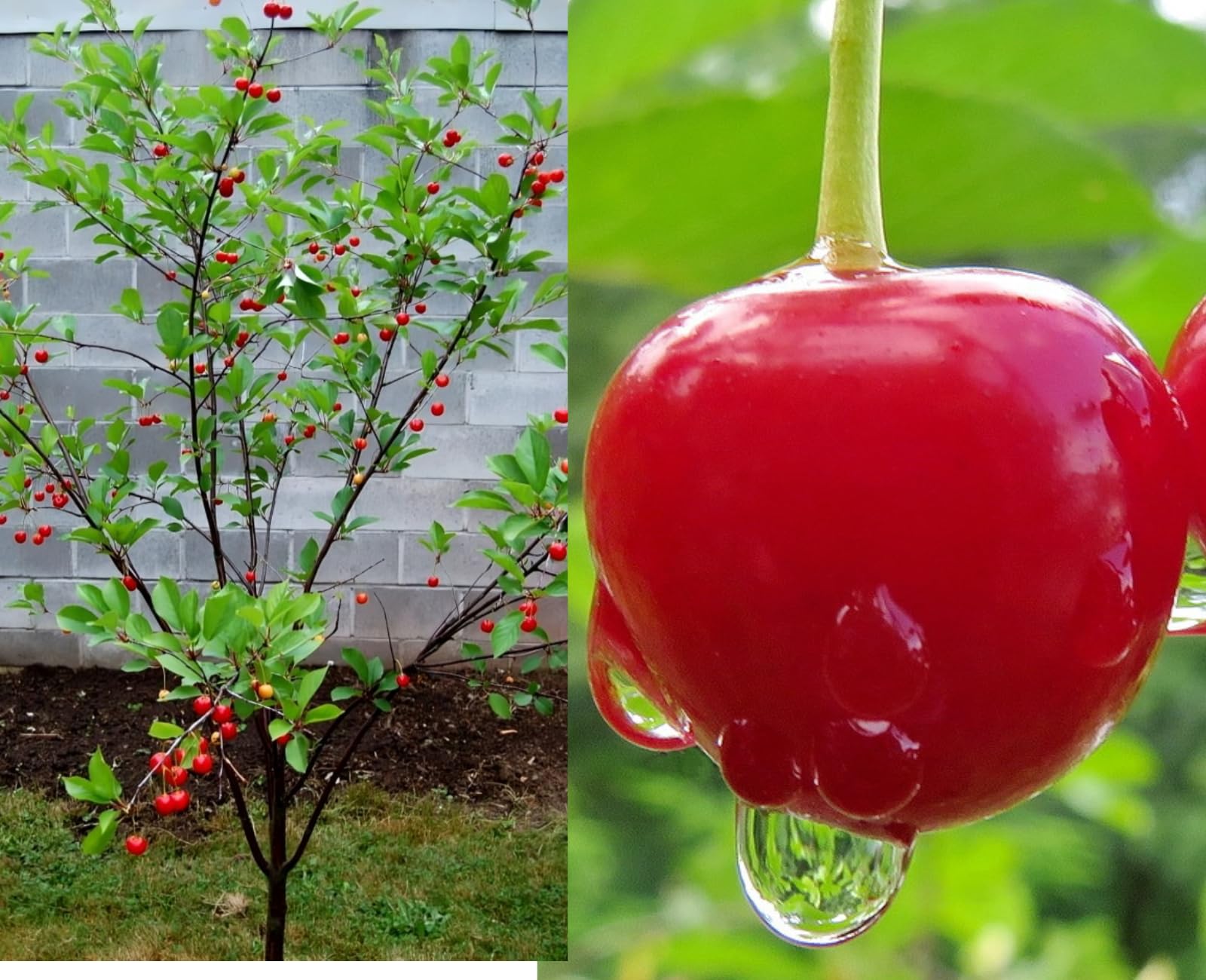 Cherry Trees For Edible Fruit Wild Cherry: Foraging For Culinary And