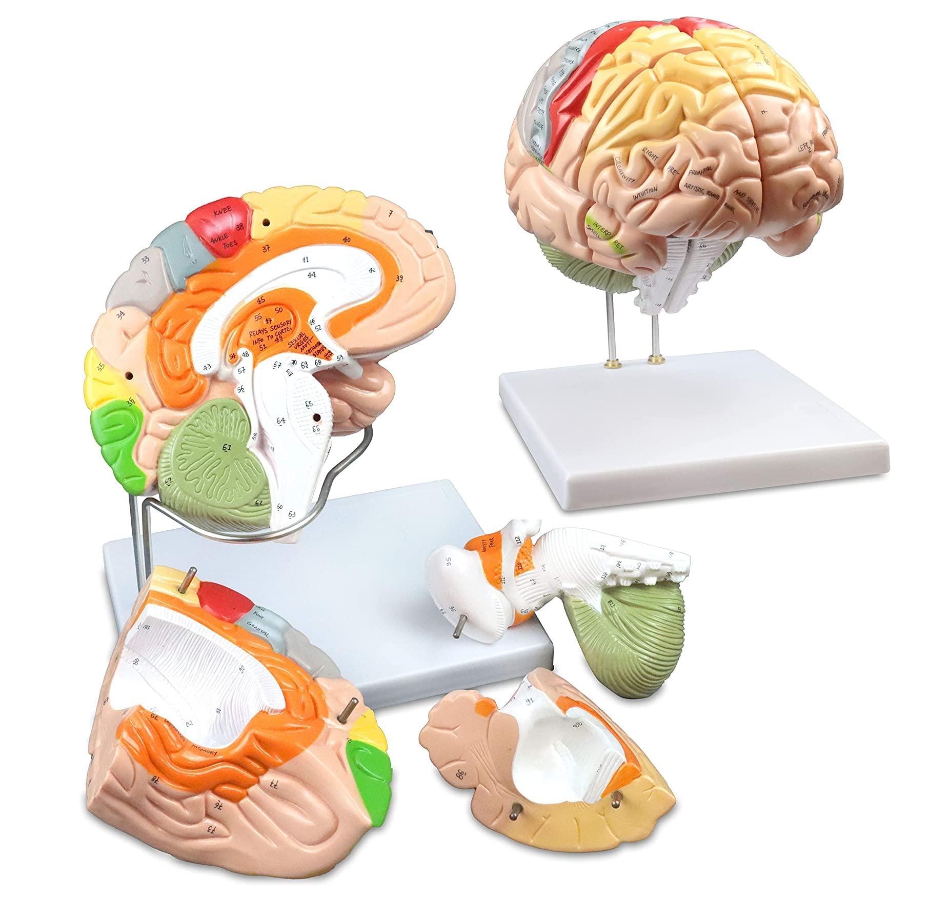 Human Brain Parts Memory