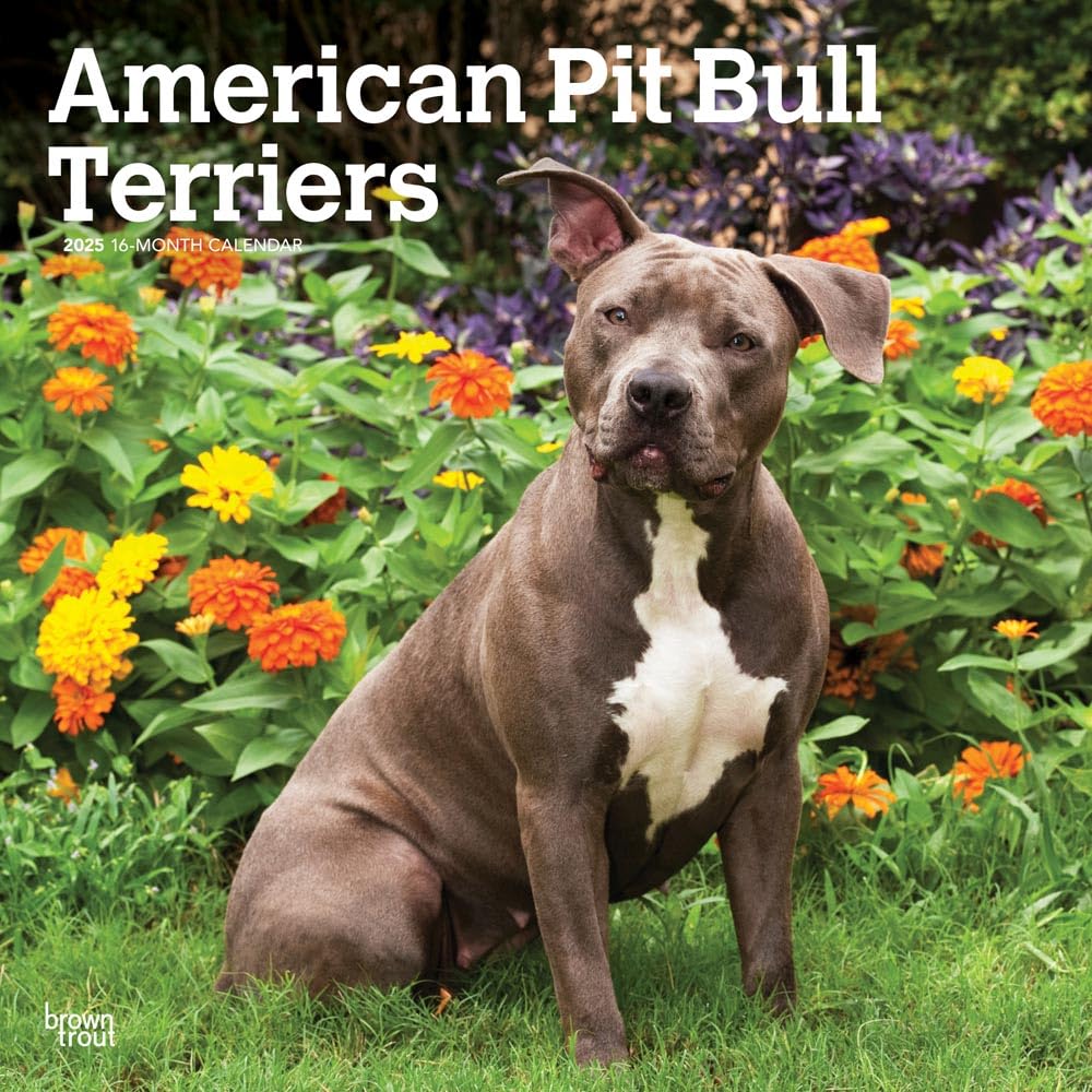 American Pit Bull Terriers | 2025 12 x 24 Inch Monthly Square Wall ...