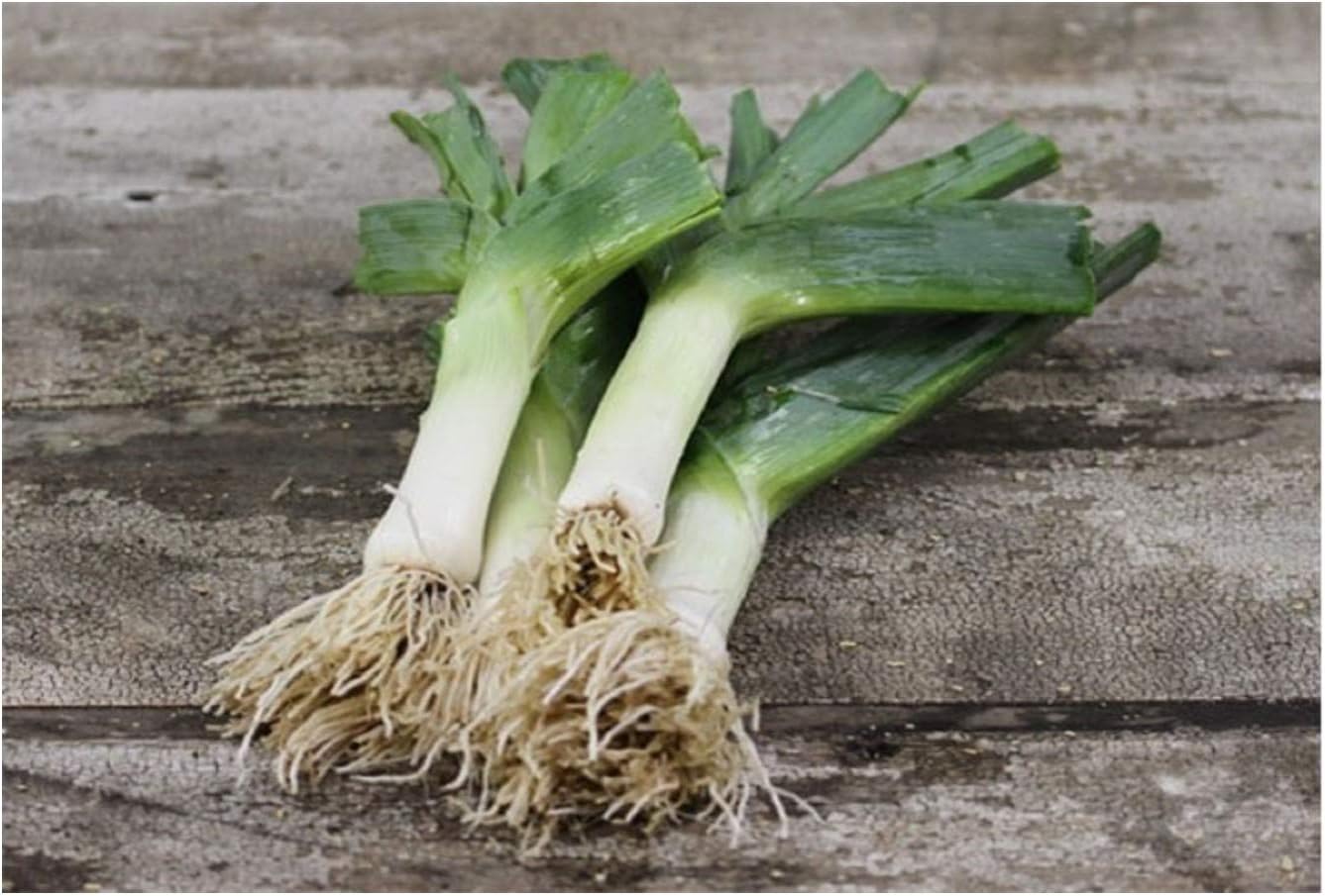 PREMIER SEEDS DIRECT - Leek - MUSSELBURGH - 1000 Finest Seeds - Very ...