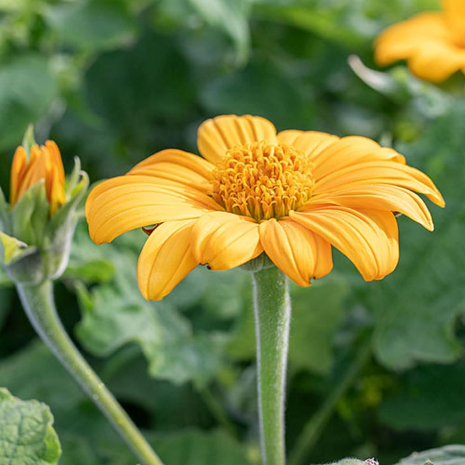 CHUXAY GARDEN Girasol mexicano Tithonia Diversifolia Seed 125 Semillas ...