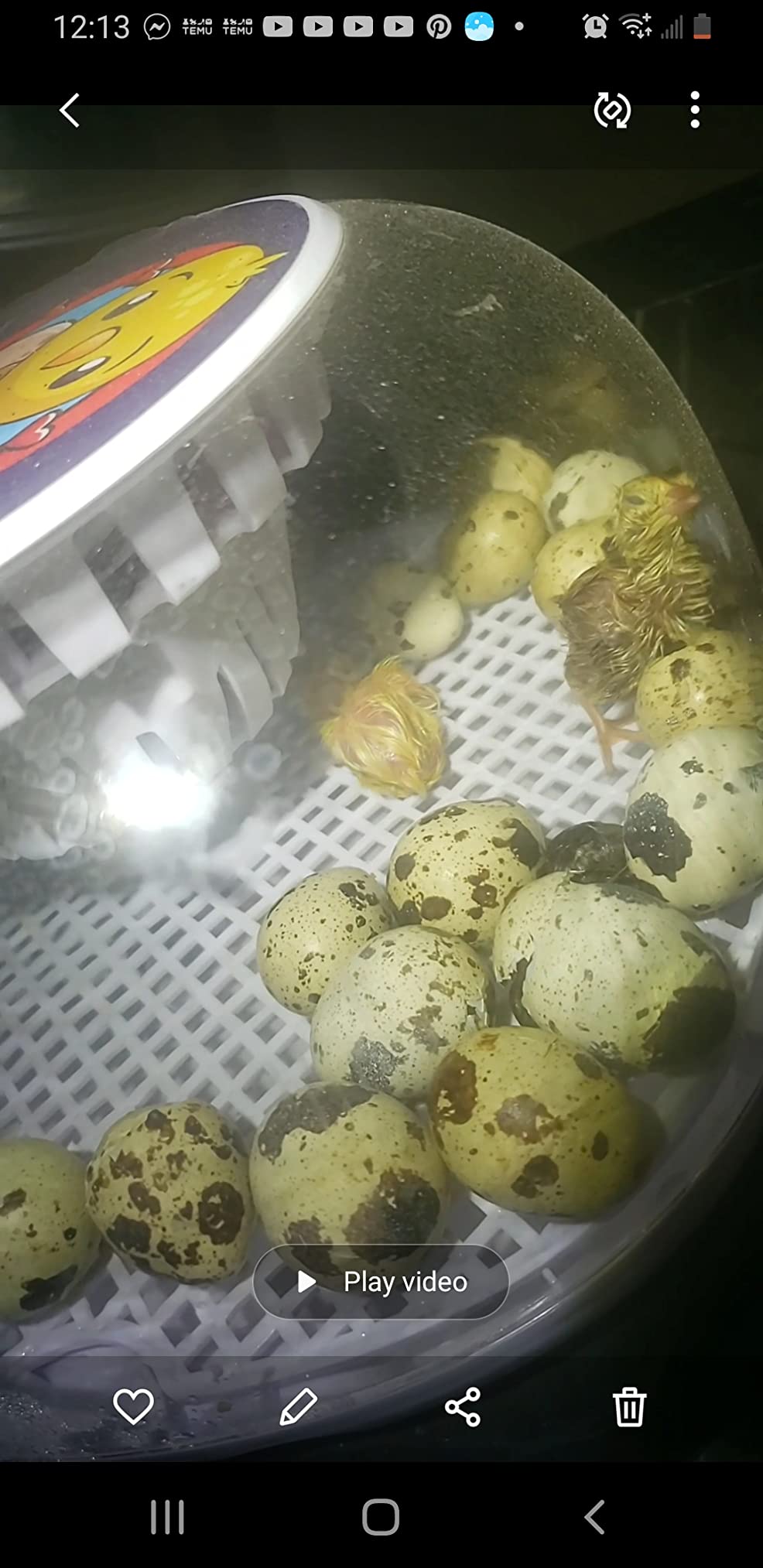 $11/mo - Finance TRIOCOTTAGE 12 Clear Egg Hatching Incubator with ...