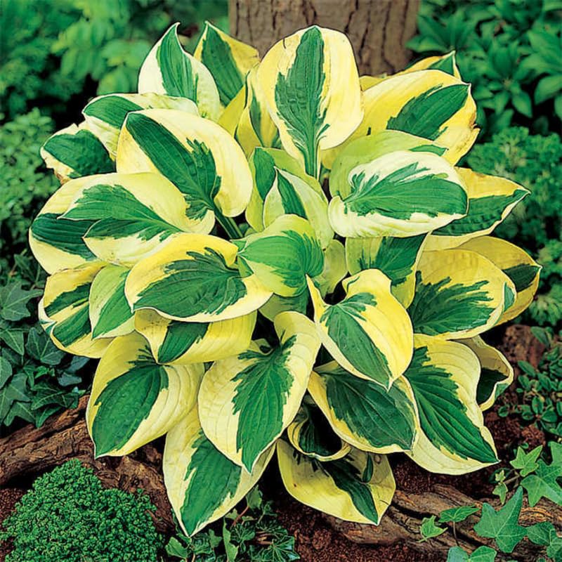 Amazon.com : 1 Cup Hosta Plant Live for Planting, Shade Hostas Live ...