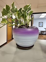 Amazon.com: SOUJOY Set of 3 Ceramic Flower Pots, Gardening Plant Pot ...