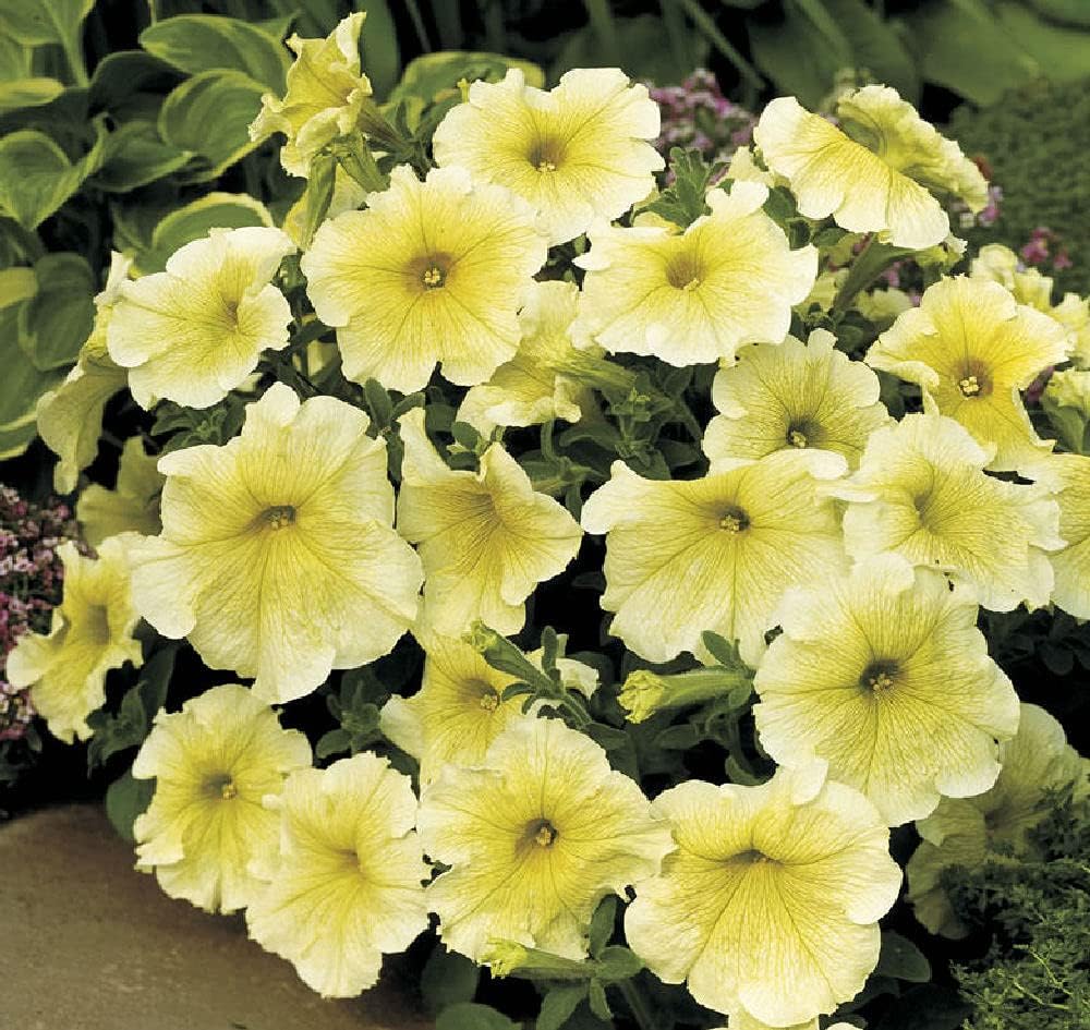 Viridis Hortus - Petunia Prism Sunshine 50 Pelleted Flower Seeds ...